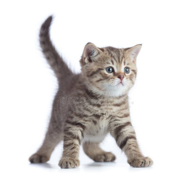 Young Cat Front View Standing Isolated Stock Photo - Image of curious ...