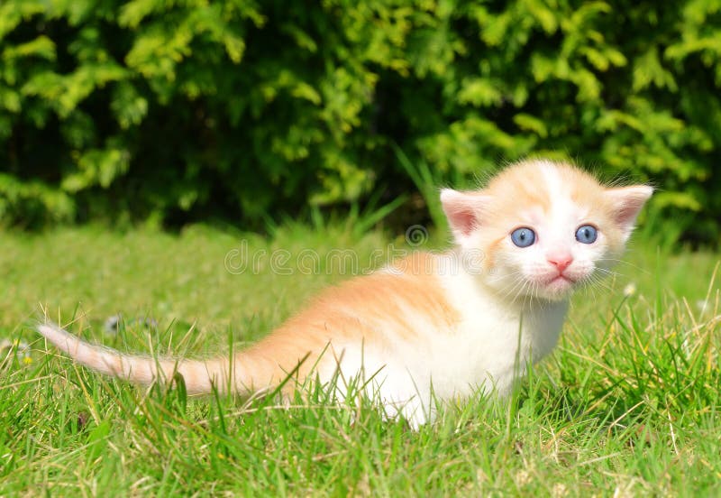 Young cat stock photo. Image of gaze, green, little, domestic - 39876934
