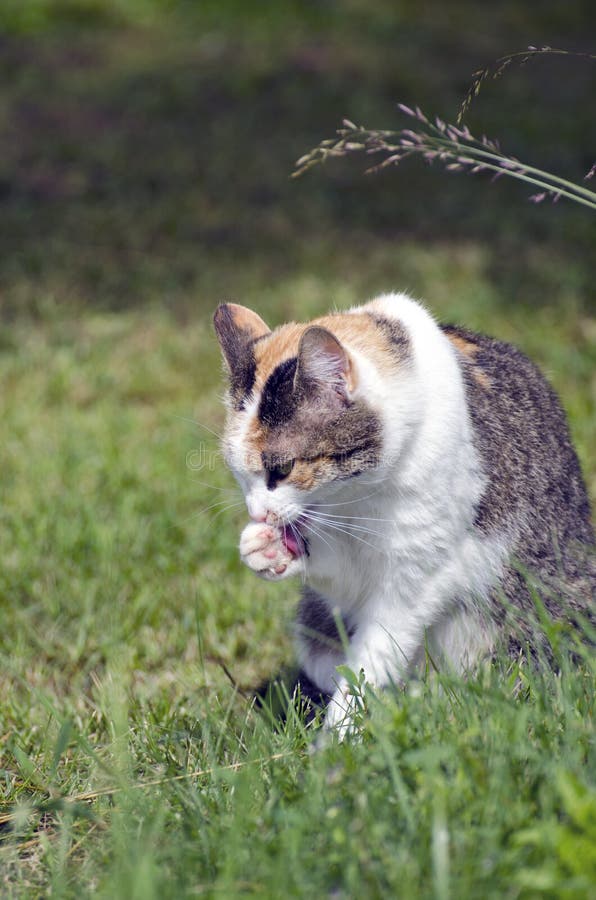 Young Cat on Grass Wash Face Stock Photo - Image of pretty, purebred ...