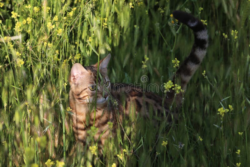 Young cat hiding in a bush stock image. Image of botany - 241123783
