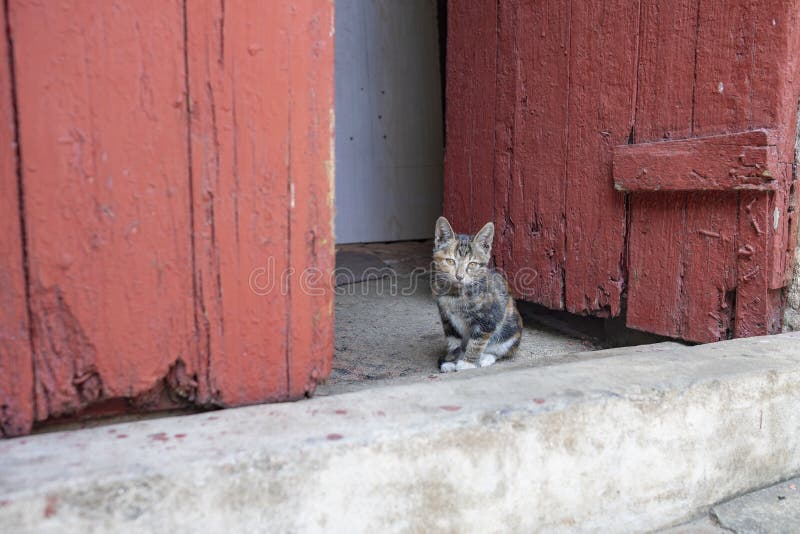 Young cat inside a house stock photo. Image of feline - 297238200