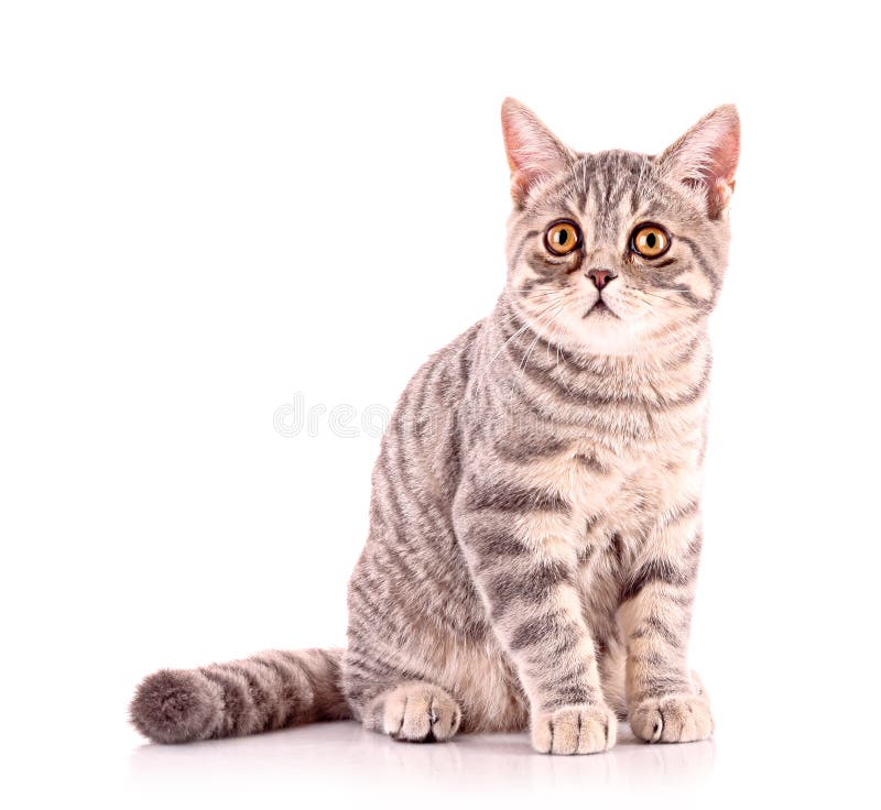 Young cat isolated stock image. Image of sweet, kitten - 14236107
