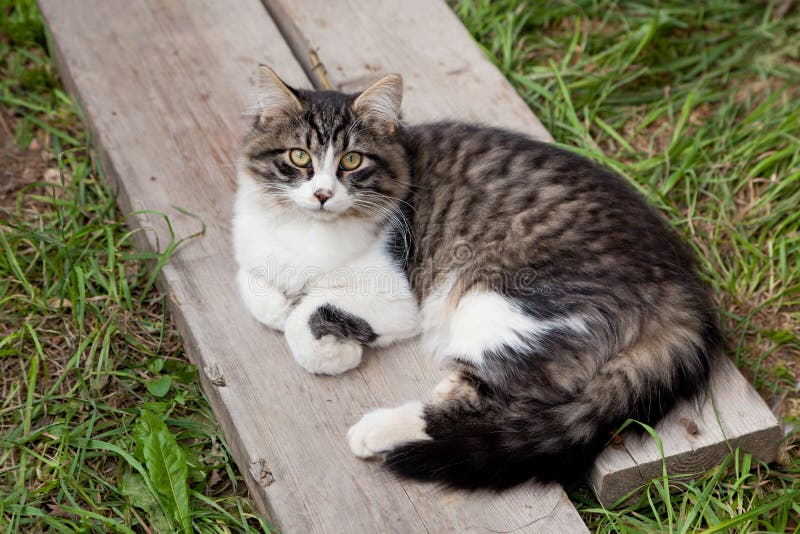 Young Cat Laying Outside stock image. Image of animal - 34614189