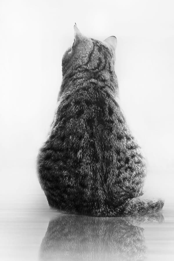 Young Cat Looking into the Distance, View from the Back, Black a Stock ...