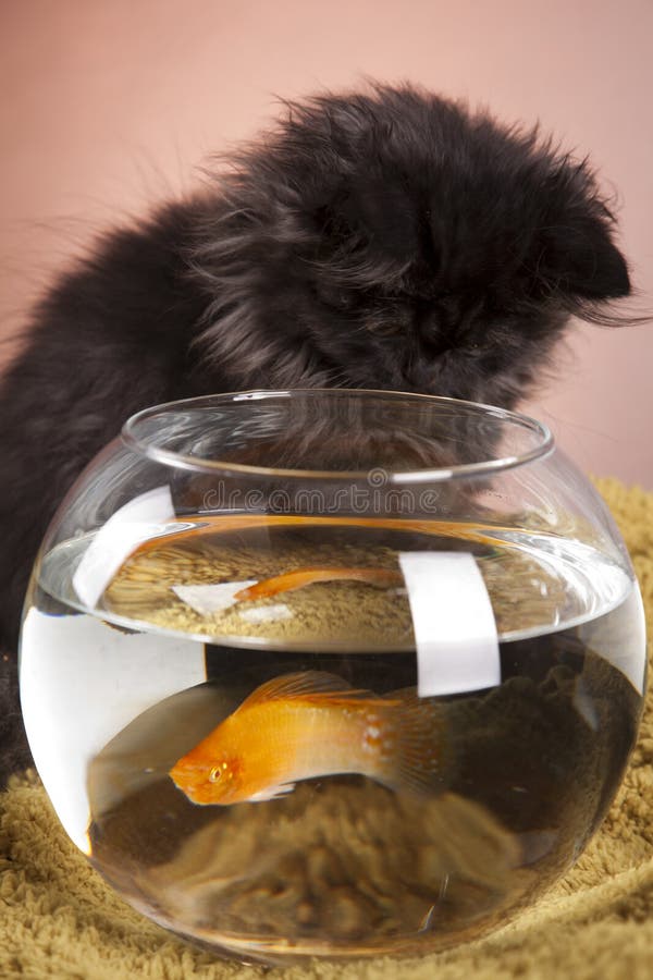 Cat Fishing for Gold Fish in an Aquarium Bowl Stock Image - Image of ...