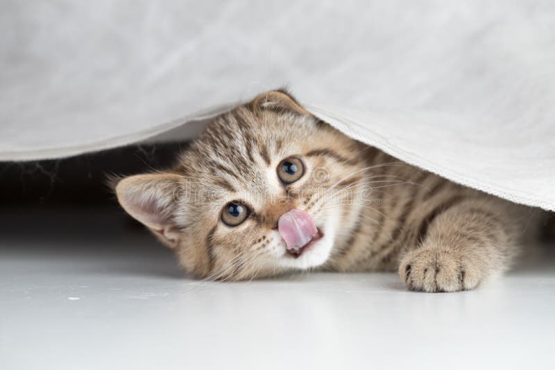 Funny Young Cat Looking from Under Curtain and Licking Itself Stock ...