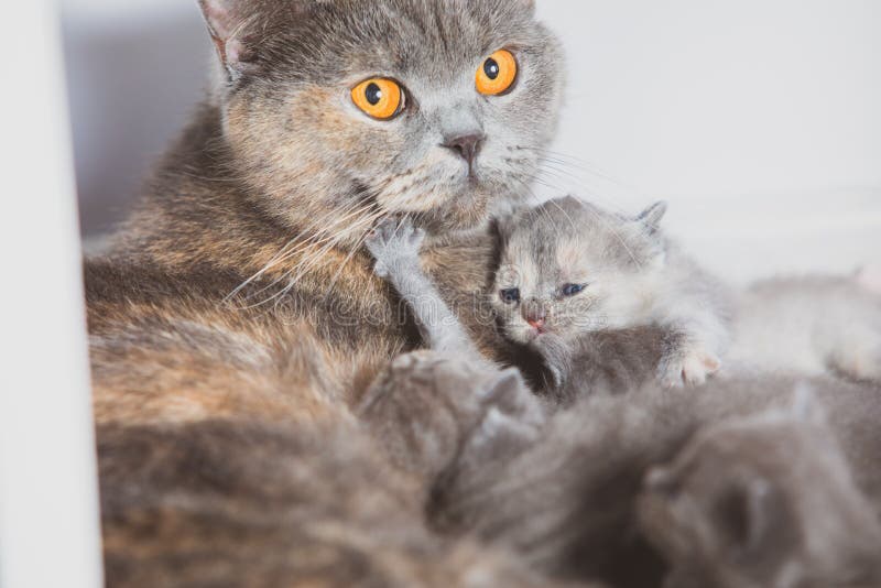 Young Recent Mom Needs Help and Support Stock Image - Image of birth ...