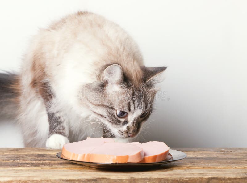 Young cat near the a plate stock image. Image of deception - 76983265
