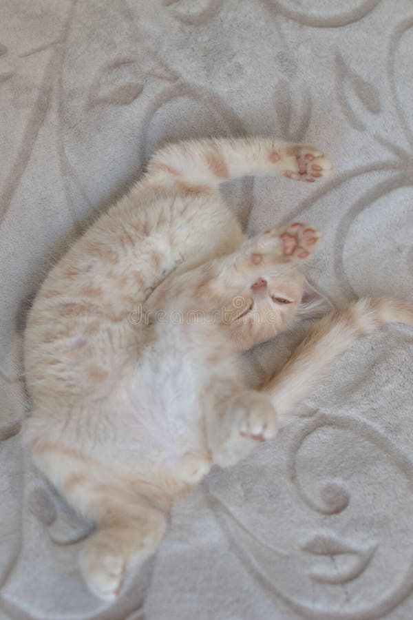 A Young Cat of Peach Color is Lying on the Bed Stock Photo - Image of ...