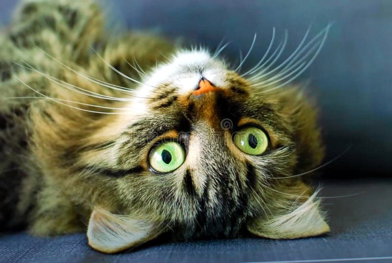 A Young Cat Poses for a Photographer Stock Image - Image of piotr ...