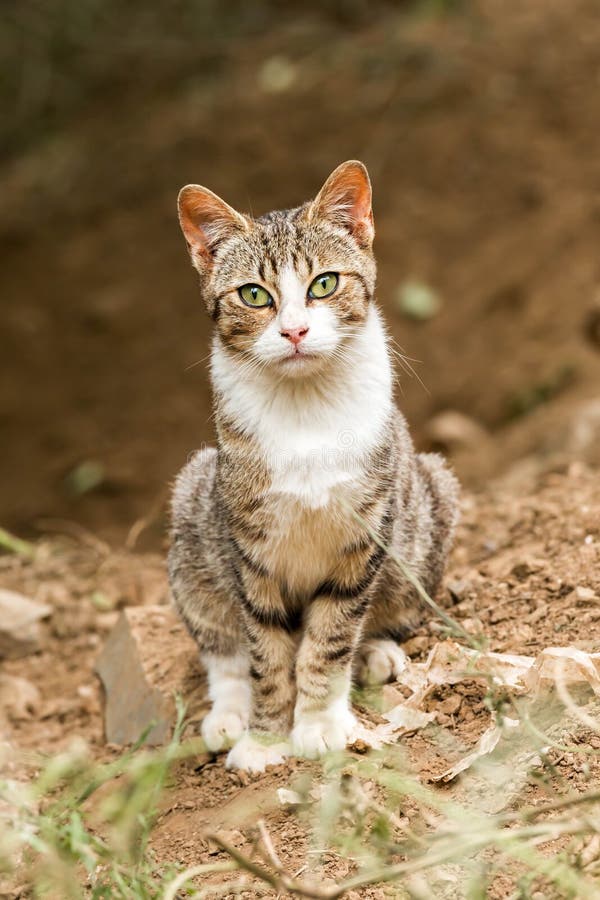 Cat stock photo. Image of garden, feline, looking, cute - 282692