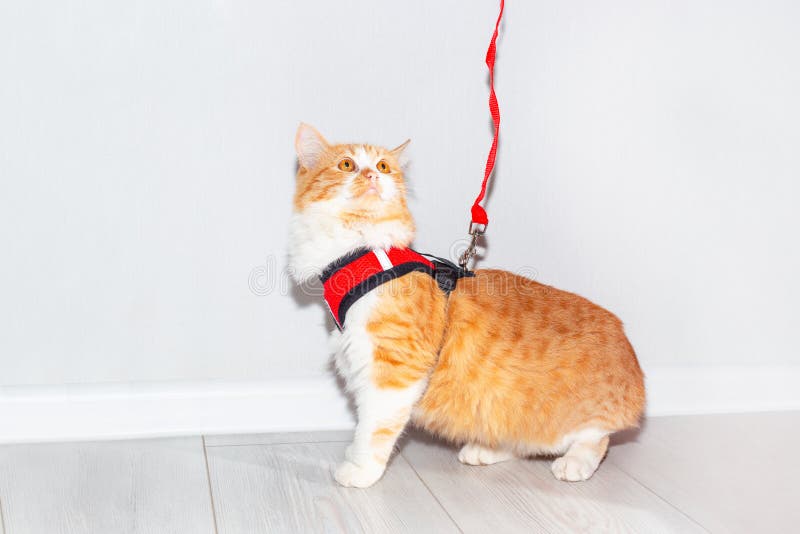 Young Cat with a Red Harness and Leash on a Light Background. Accessory ...