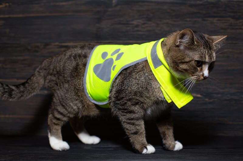 Young Cat Reflective Vest Stock Photos - Free & Royalty-Free Stock ...