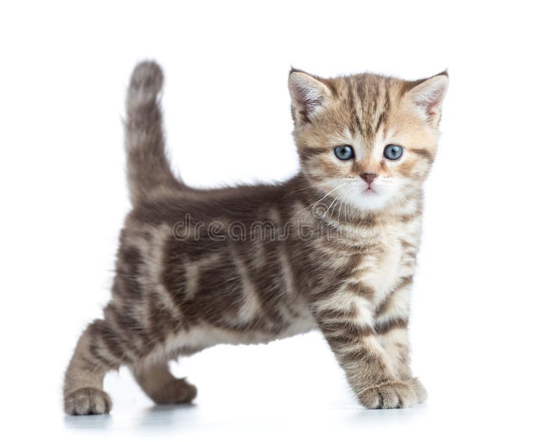 Young Cat Side View. Walking Tabby Kitten Isolated. Stock Image - Image ...