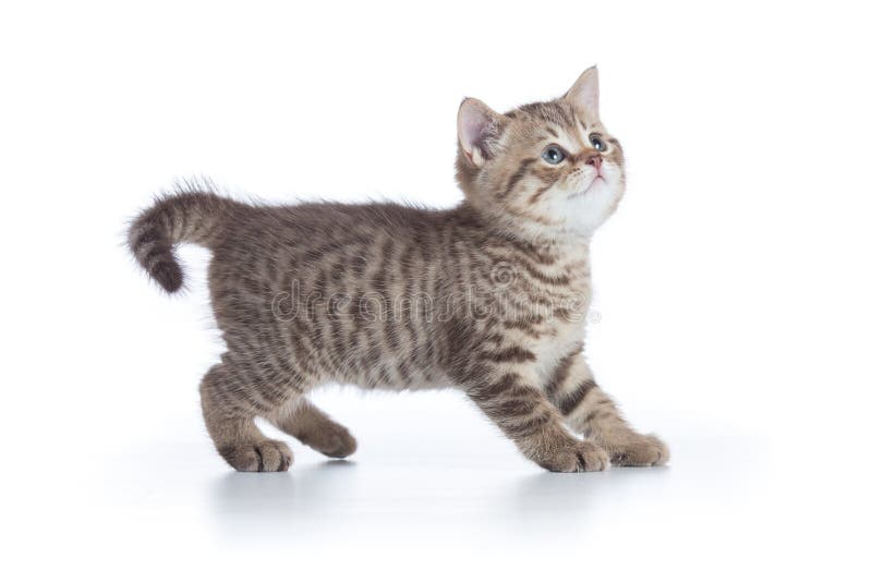 Young Cat Side View. Walking Tabby Kitten Isolated. Stock Image - Image ...