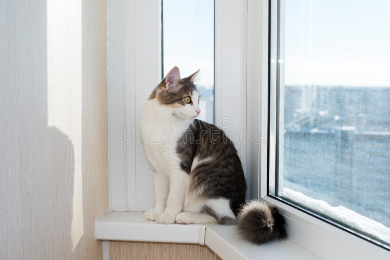 Young Cat Sitting on Window Sill Stock Photo - Image of resting ...