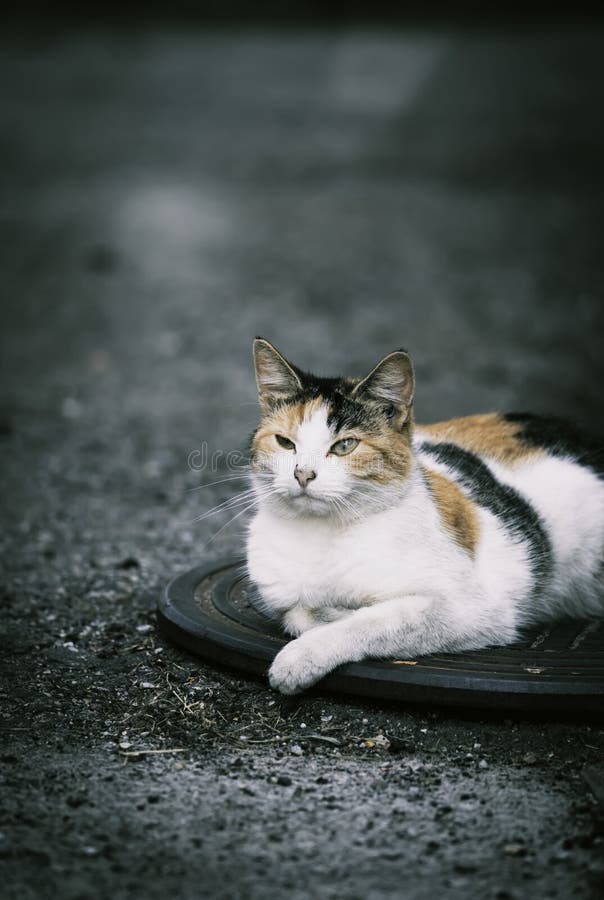 Young Cat Slipping on Road . Stock Image - Image of fauna, slipping ...