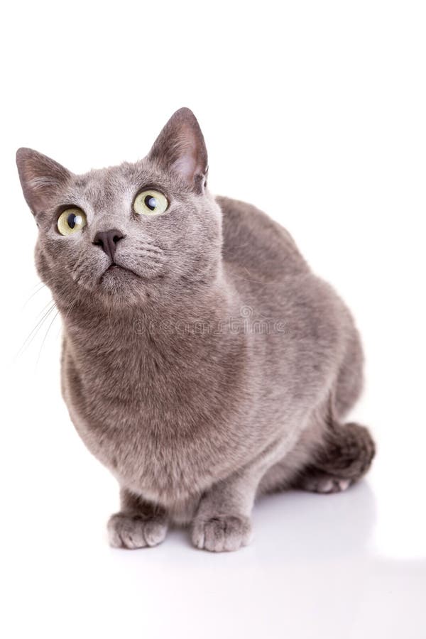 Young cat stock image. Image of female, adorable, male - 51247657