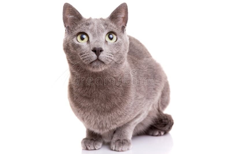 Young cat stock photo. Image of male, posing, fluffy - 51721044