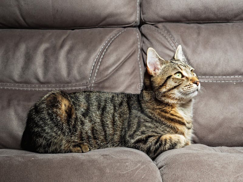 Young Cat with Tiger Style Fur Relaxes on a Suede Coach Stock Photo ...