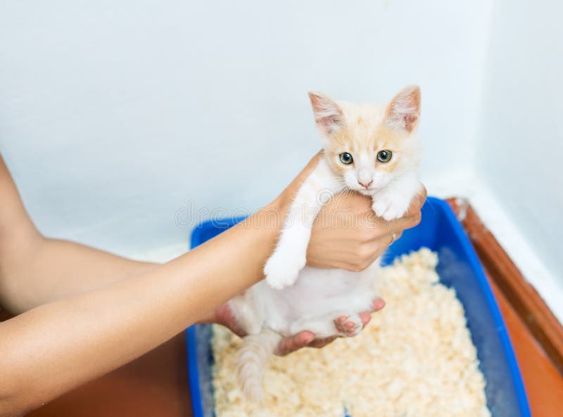 Young cat use the toilet stock photo. Image of animal - 42903022