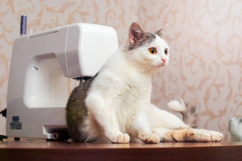 Young Cat in the Workshop Near the Sewing Machine Stock Image - Image ...