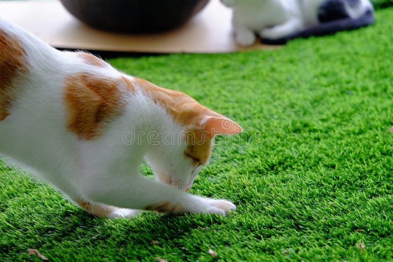 690 Cat Digging Stock Photos - Free & Royalty-Free Stock Photos from ...