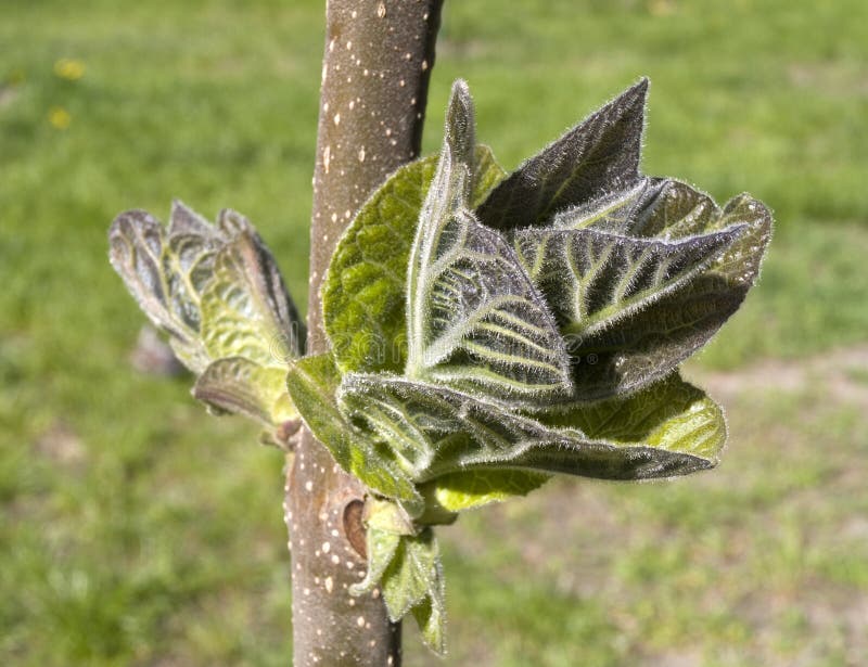 Young Catalpa Tree in the Park Stock Image - Image of catawba, leaves ...