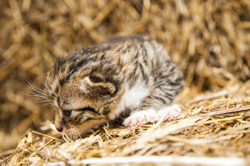 Young cats stock image. Image of girl, kitten, female - 28364147