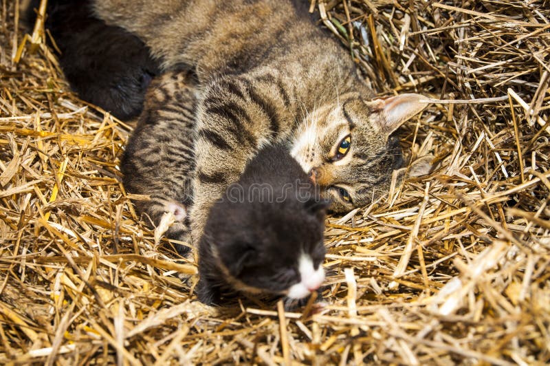 Young cats stock image. Image of animal, black, cheerful - 28367795