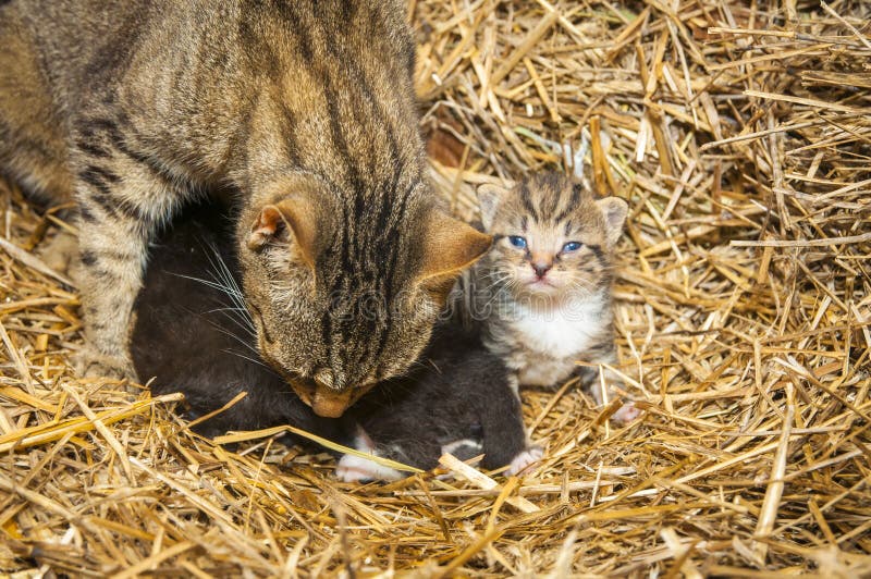 Young cats stock photo. Image of animal, background, baby - 28370442