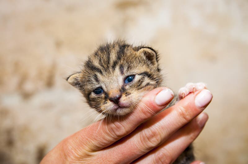 Cute cats stock photo. Image of white, kitty, beautiful - 15130970