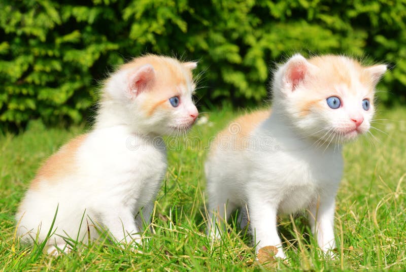 Young cats stock photo. Image of curious, cute, kitten - 39876894