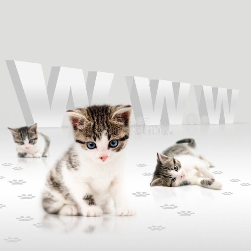 Young Cats-internet Concept Stock Image - Image of animal, world: 25183009
