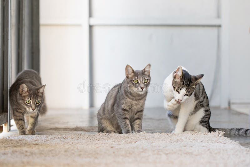 Young Cats. Three Cat 7 Months Old at Home Stock Image - Image of color ...