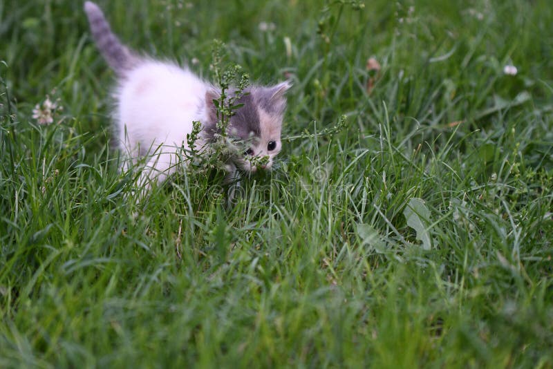 Young cats stock photo. Image of small, cats, grass - 116770718