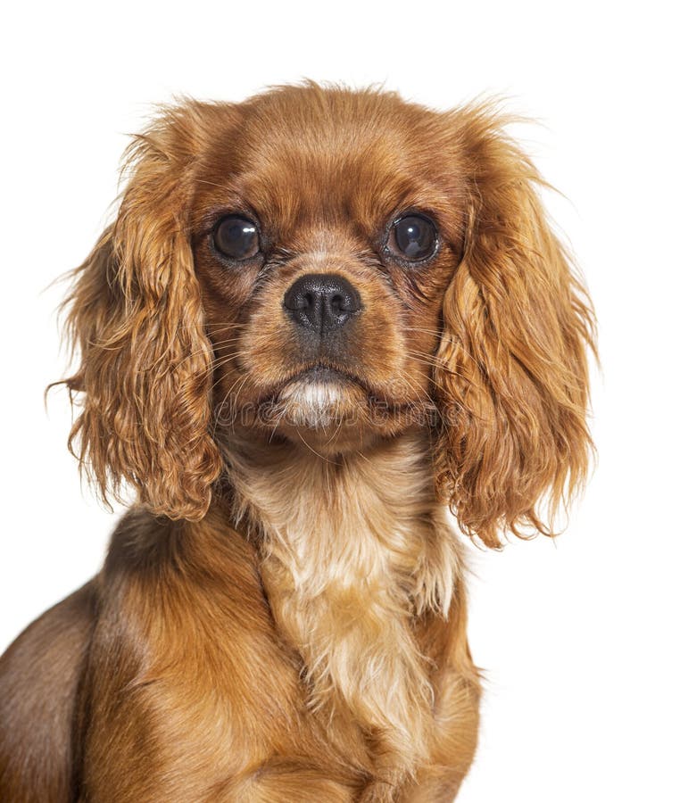 Young Cavallier King Charles, Six Months Old, Isolated on White Stock ...