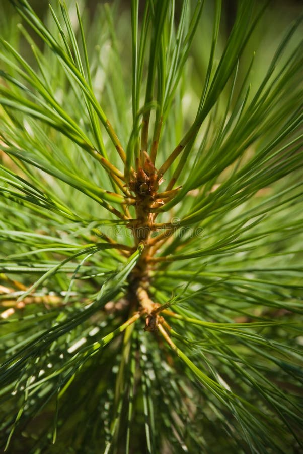 Young cedar stock image. Image of growth, needle, shishki - 10343675