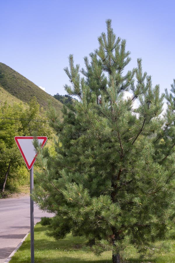 Young Cedar Growing by the Side of the Road. Stock Image - Image of ...