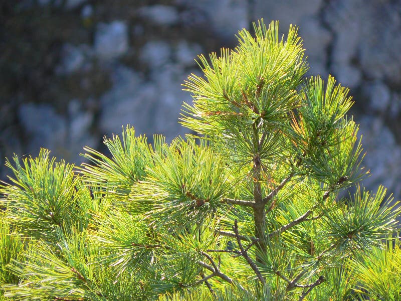 The Young Cedar stock image. Image of vegetation, turkish - 56731411