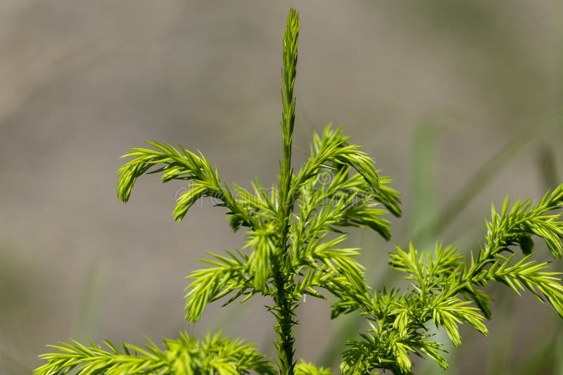 Young Cedar Tree in Growing Stock Image - Image of nature, green: 382763767