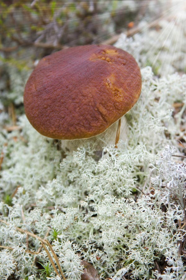 Young Cepe in the White Moss Stock Image - Image of cepe, forest: 27334219