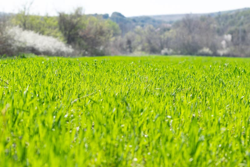 Spring in a Field with Fresh Rye Stock Photo - Image of field ...