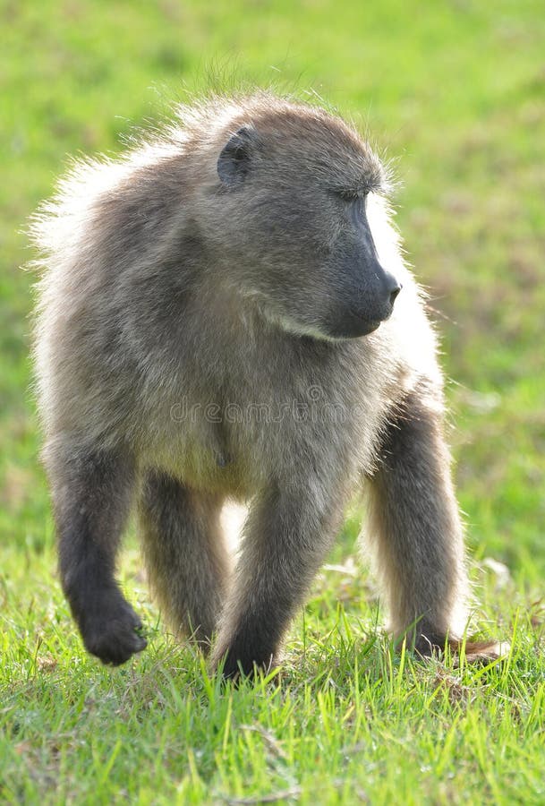 Young chacma baboon stock photo. Image of national, african - 21867866