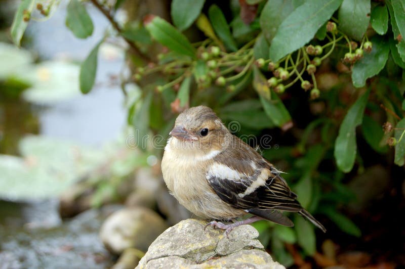 Young Chaffinch Standing Alone on Rock Stock Photo - Image of wildlife ...
