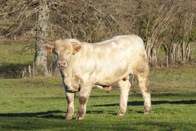 Young Charolais Bull in Spring Paddock Stock Image - Image of ranch ...