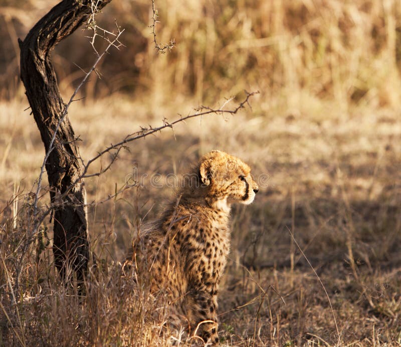 Young Cheetah Cub stock photo. Image of acinonyx, wild - 17589722