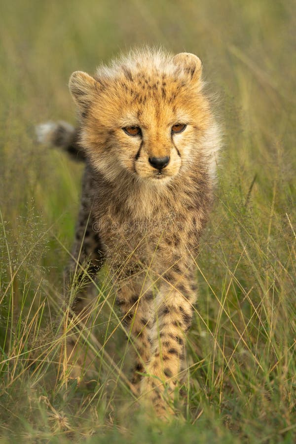Young Cheetah Cub Stands in Long Grass Stock Photo - Image of cheetah ...
