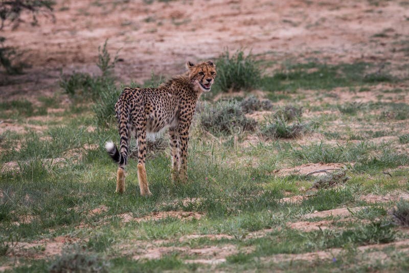 Young Cheetah Looking Back and Calling. Stock Photo - Image of feline ...