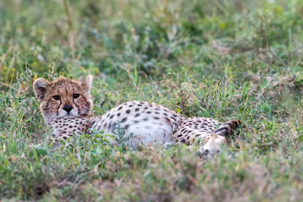 Young Cheetah Relaxing on the Grass Stock Photo - Image of greenery ...